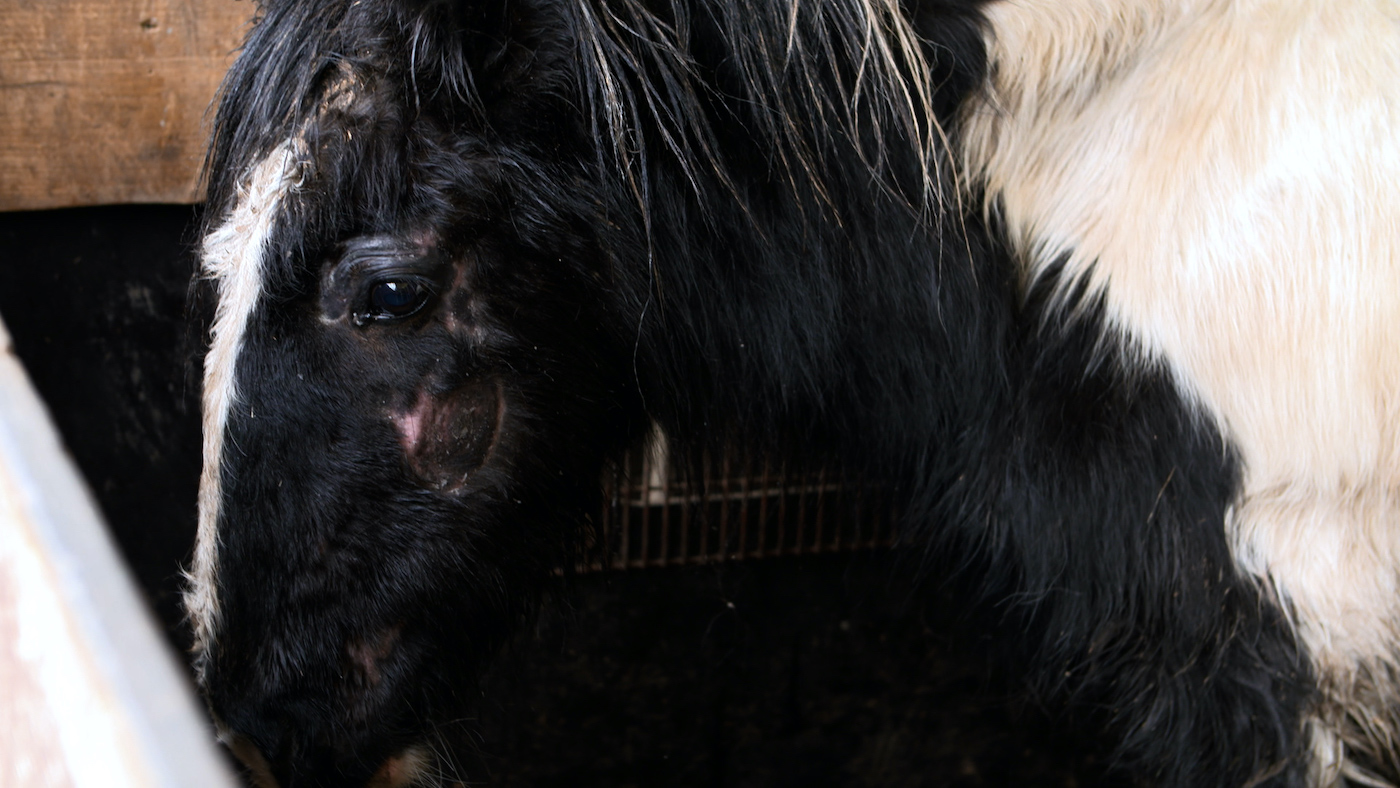 Story of neglected pony found trapped in horsebox turned into ...