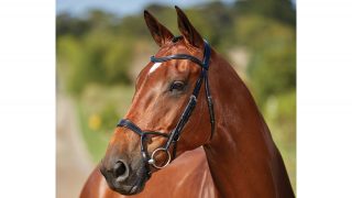 Best anatomical bridles for all budgets | Horse & Hound