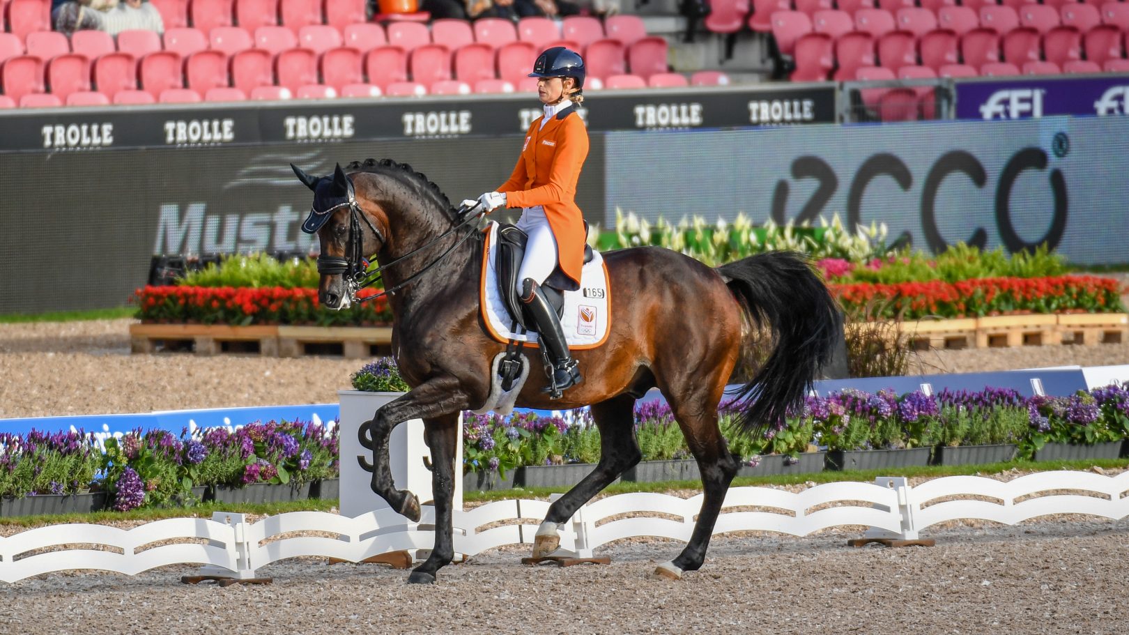 The best dressage horses in the world right now – check out the top 10