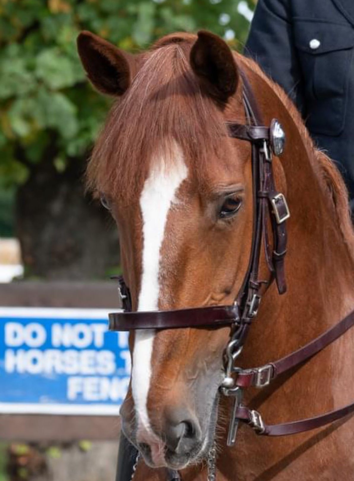 Farewell to a brave police horse, the effects of going barefoot and ...