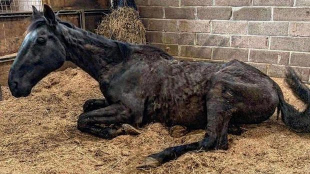 “I was told to put him down’: horse found so emaciated he could not ...