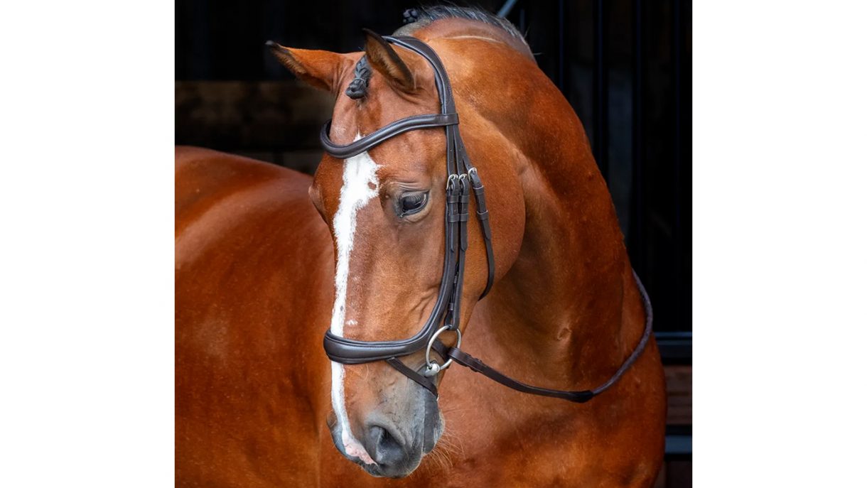 Best anatomical bridles for all budgets | Horse & Hound