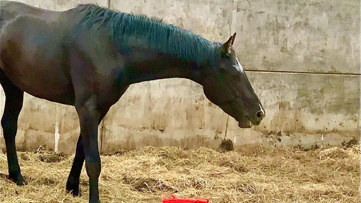 ‘He’s the Ribena Kid!’ Horse whose life hung in the balance with ...