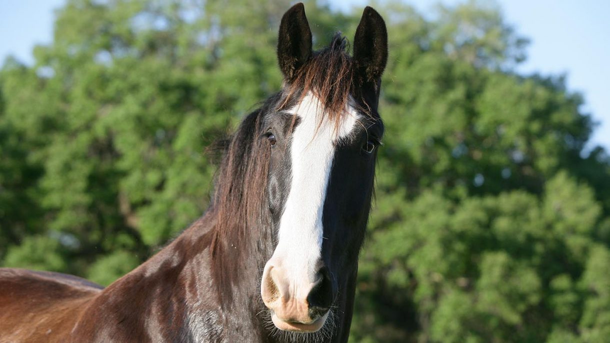 Biggest horse breeds: the five which produce the world's largest horses
