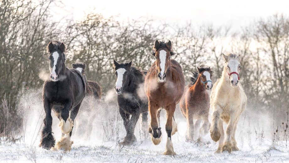 Gypsy cobs: a type of horse growing in popularity - Horse & Hound