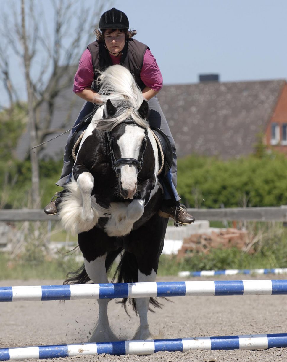 Gypsy cobs: a type of horse growing in popularity - Horse & Hound