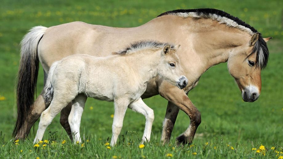 Fjord horse: Norway’s distinctive and adaptable draught horse