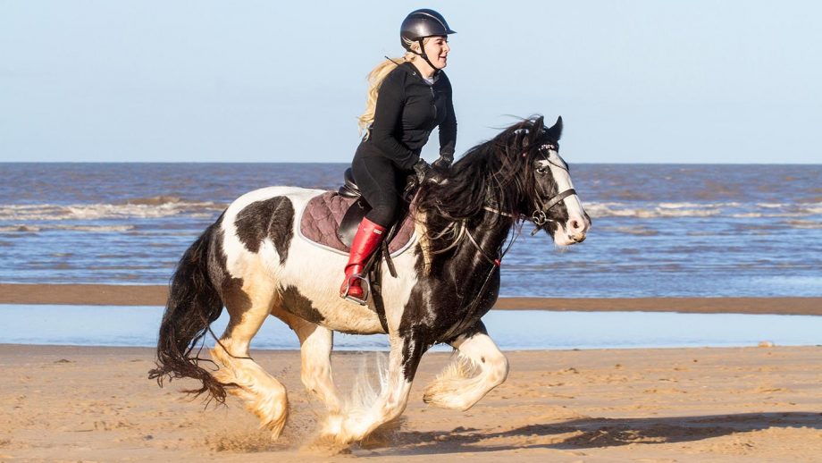 Gypsy cobs: a type of horse growing in popularity - Horse & Hound