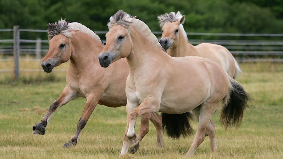 The Shetland pony: all you need to know about this small, hardy breed