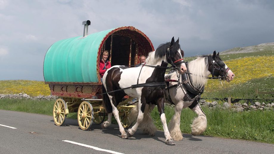 Gypsy cobs: a type of horse growing in popularity - Horse & Hound