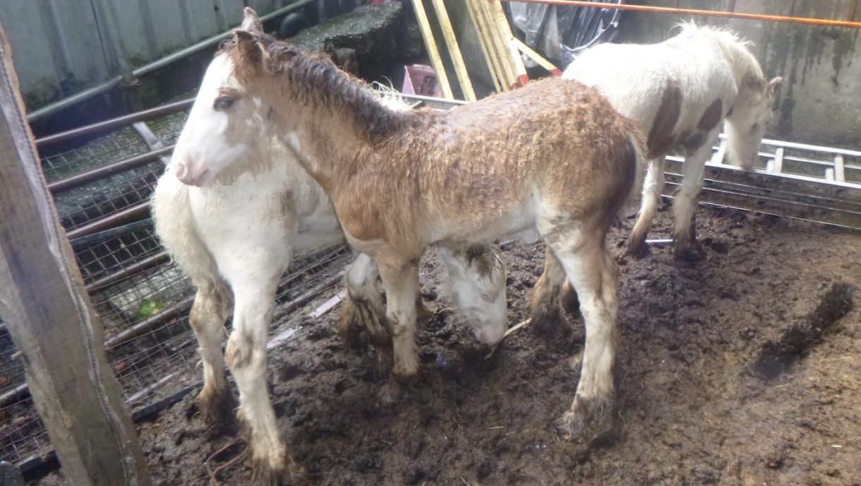 Man jailed: foals found ‘in a heap on the floor’ while other horses ...