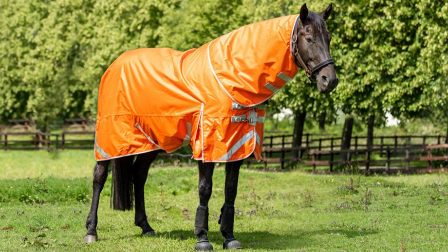 Best lightweight turnout rugs with 50–150g fill | Horse & Hound