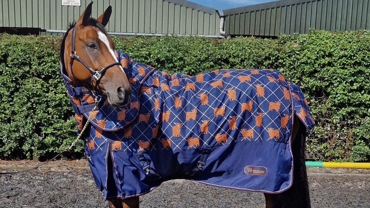 Best medium weight turnout rugs with up to 250g fill | Horse & Hound