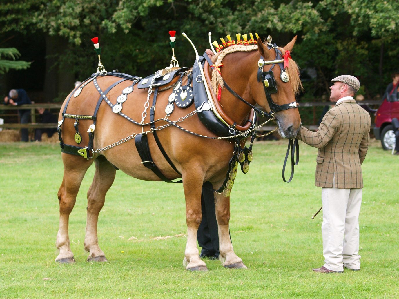 Biggest horse breeds: the five which produce the world's largest horses