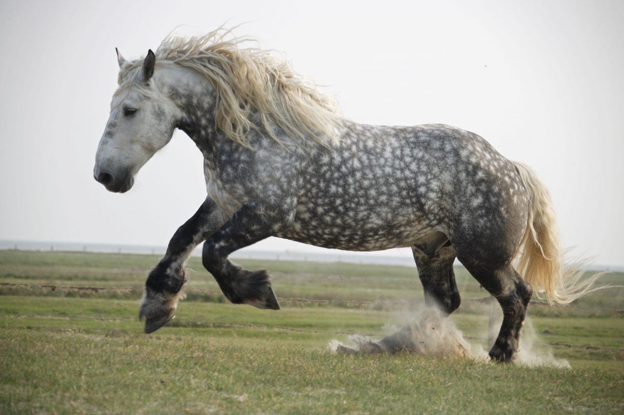 Biggest horse breeds: the five which produce the world's largest horses