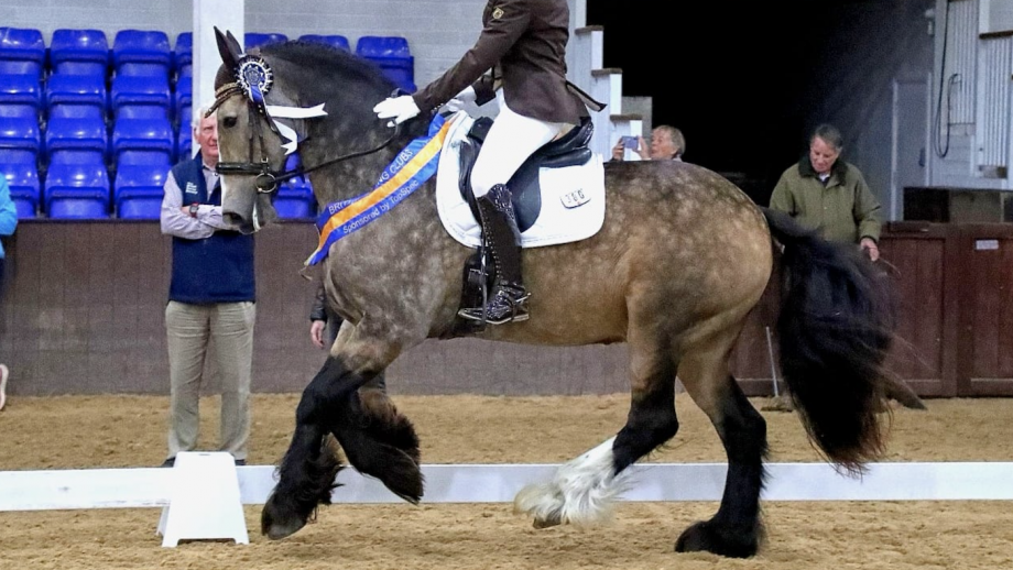 29 pictures to prove that cobs CAN do dressage (and excel at it ...