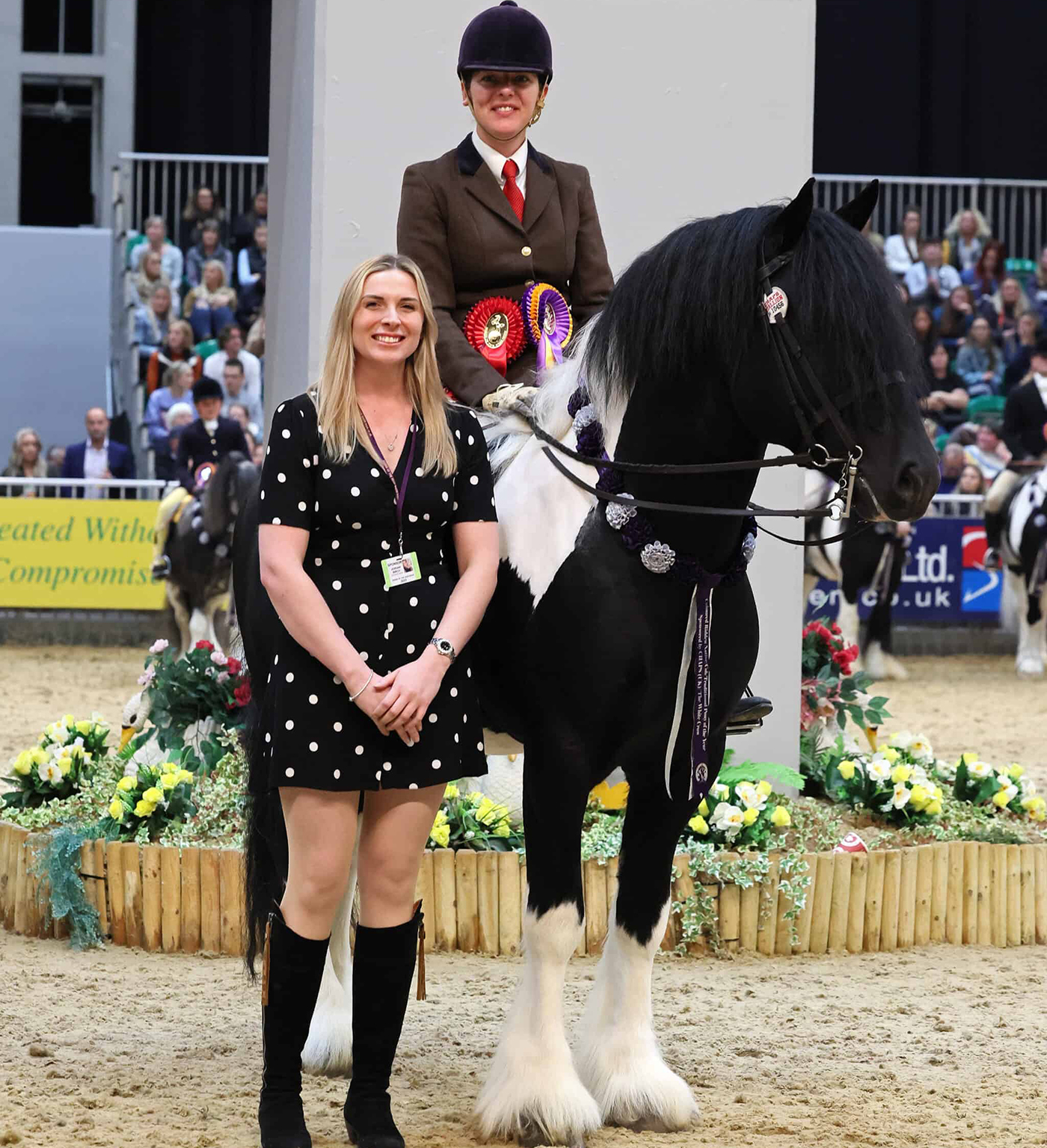 Sarison Starman is top HOYS coloured ridden native/cob/traditional pony