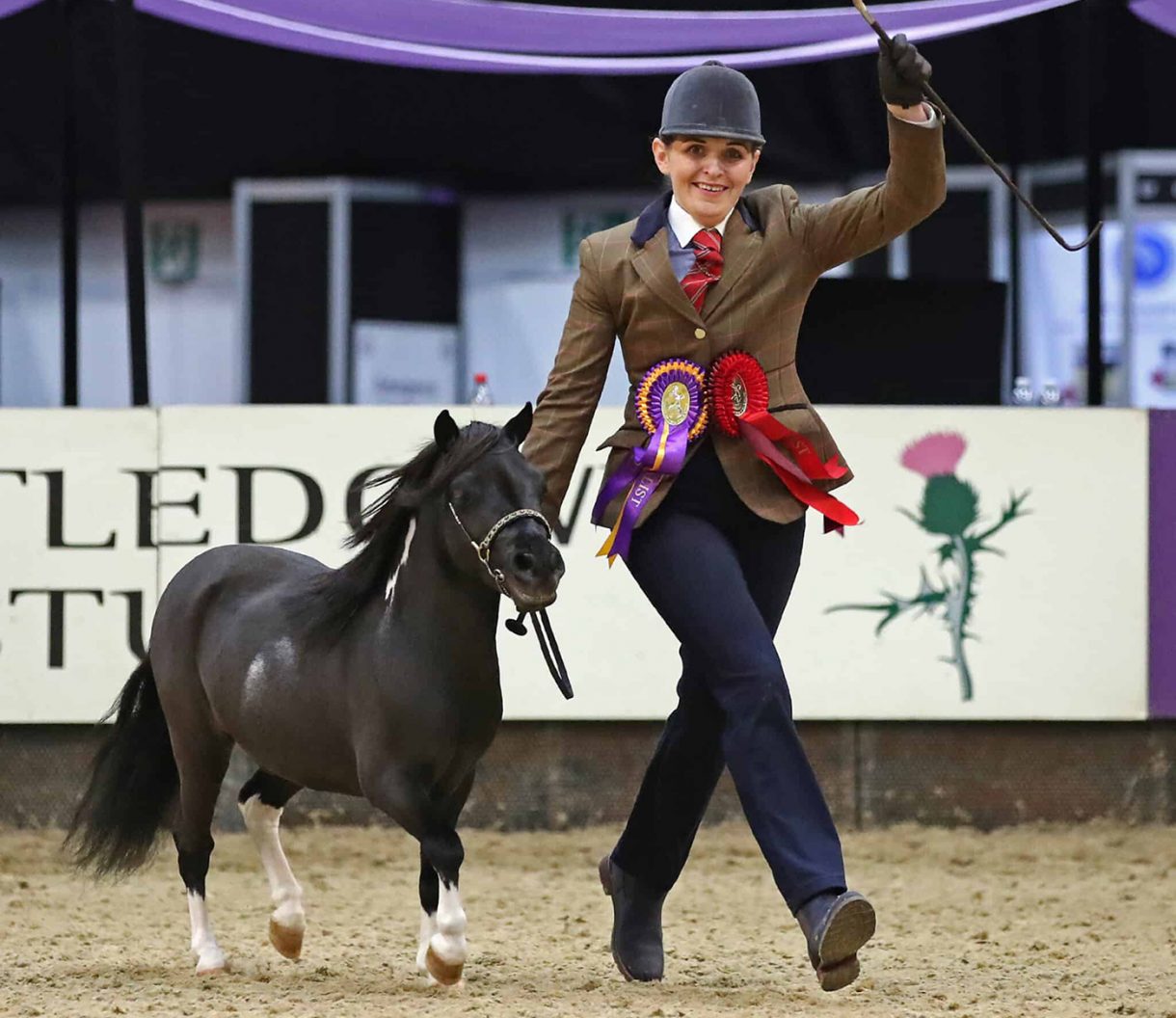 Amblynn Tiramisu is HOYS miniature horse of the year - Horse & Hound