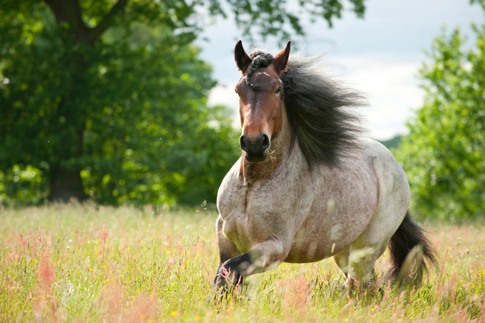 Biggest horse breeds: the five which produce the world's largest horses