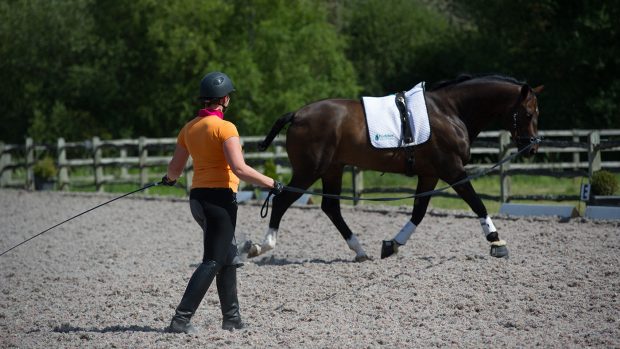 How to lunge a horse – your essential guide - Horse & Hound