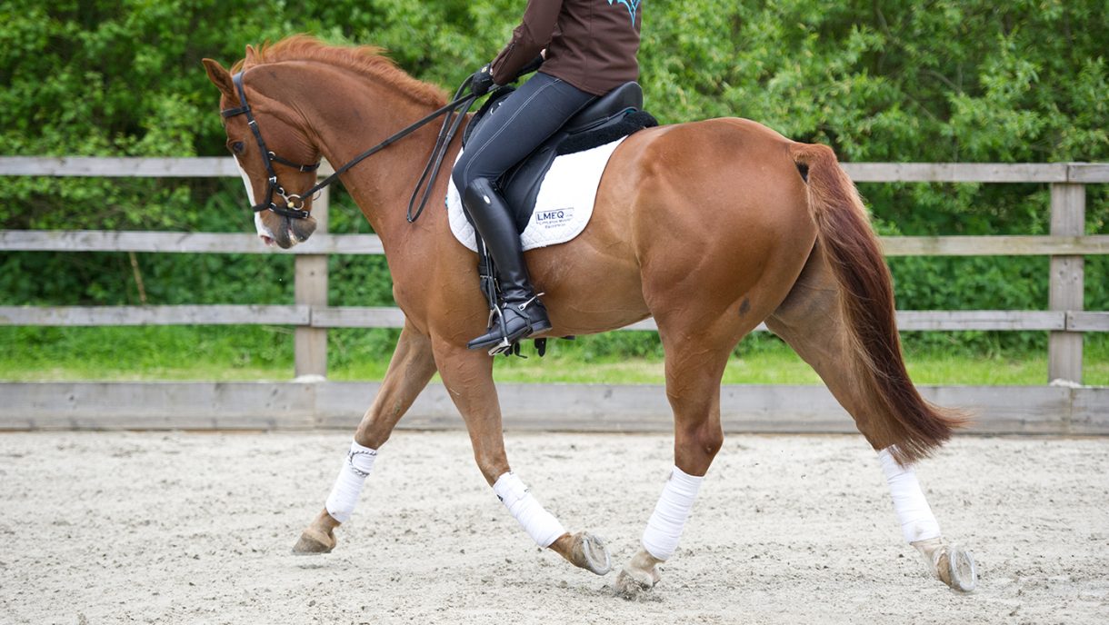 A helpful guide to lateral work suitable for all horses - Horse & Hound
