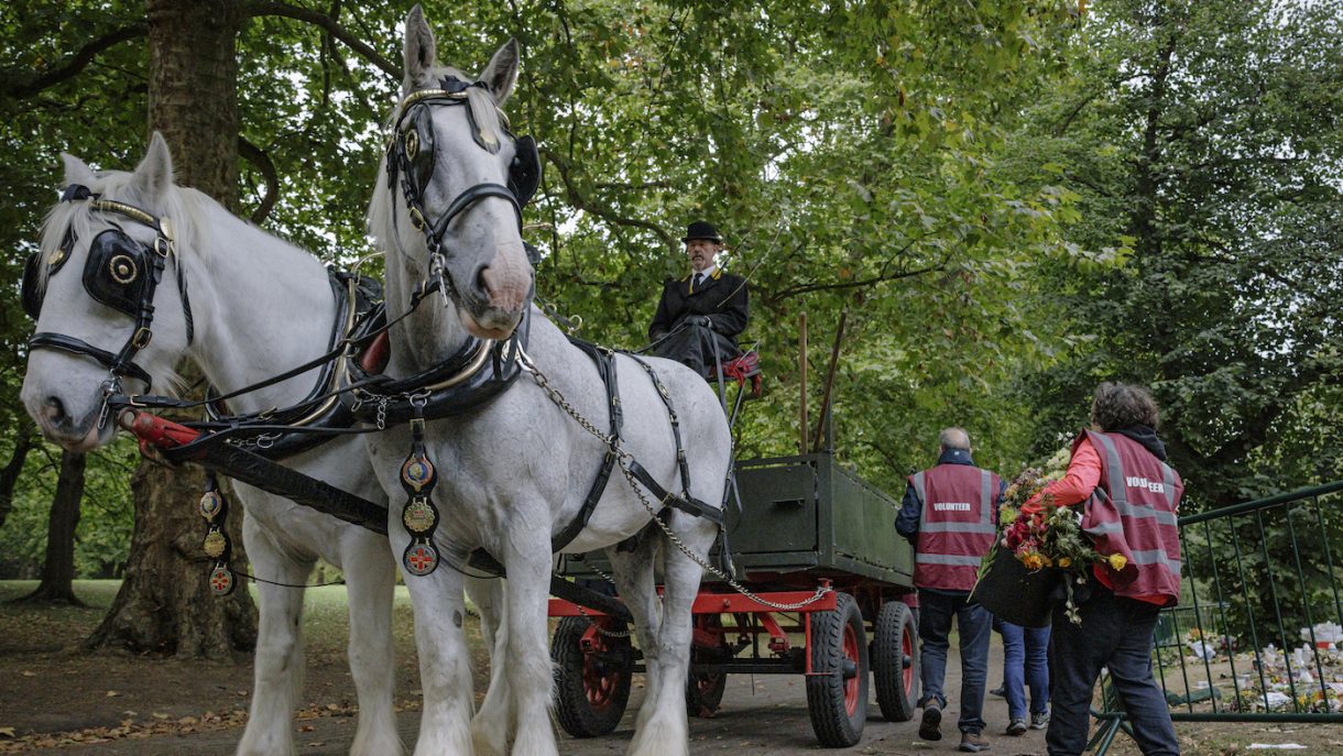 Shire horses collect flowers from London parks left in tribute to The Queen