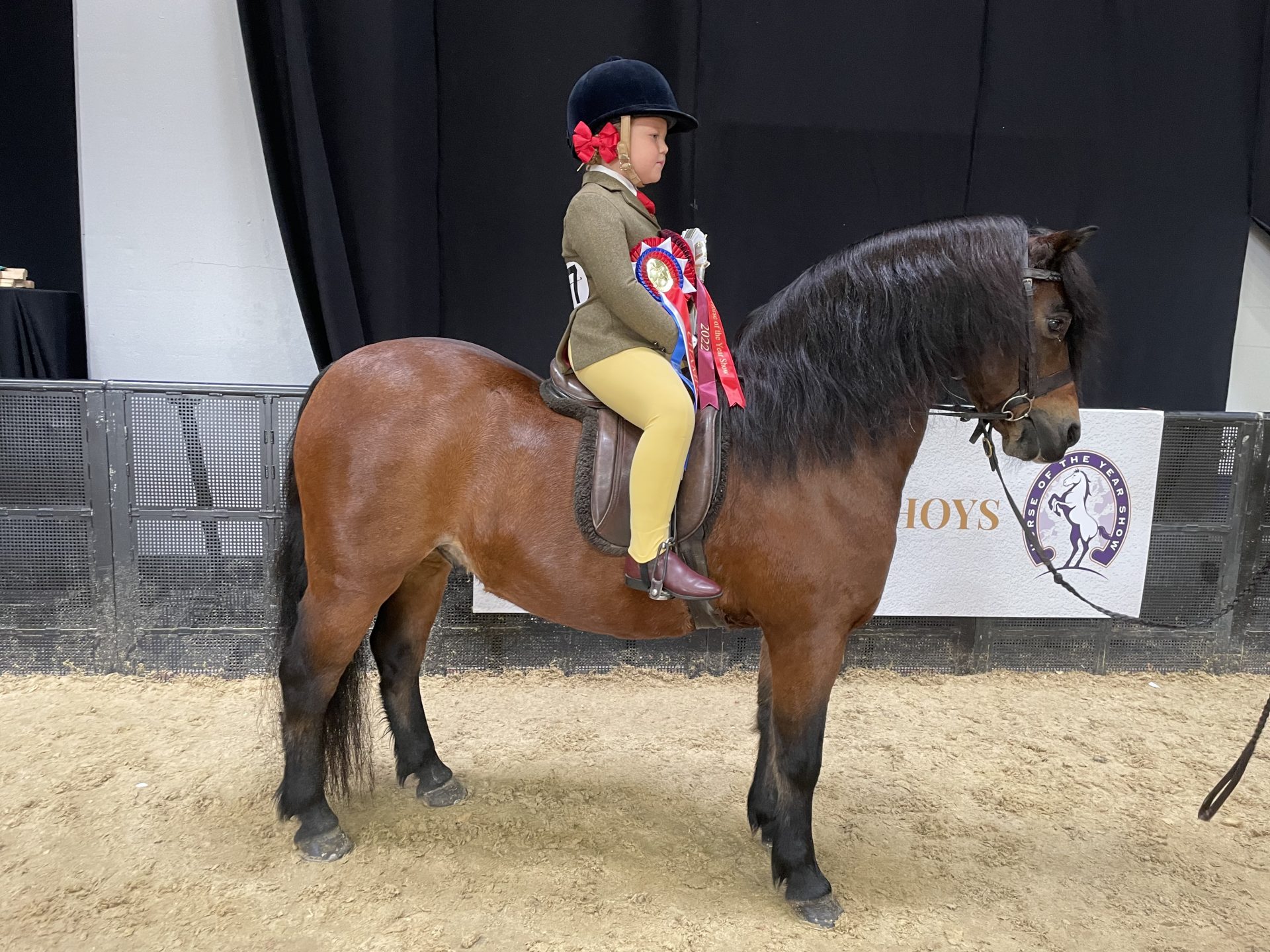 HOYS mini M&M: Shilstone Rocks Thunderbird wins with Willow Brogan