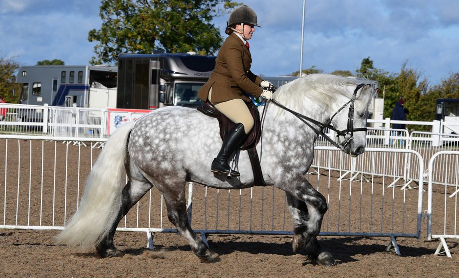 Who won at the 2022 BSPS Heritage championships? - Horse & Hound
