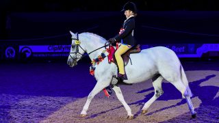 Sarison Starman is top HOYS coloured ridden native/cob/traditional pony