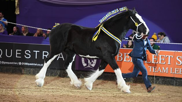 Show ring winners from HOYS 2022 - Horse & Hound