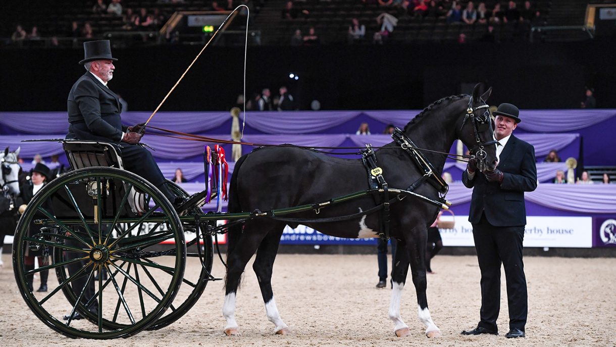 Malcolm Salter wins 2022 HOYS harness horse and pony of the year title