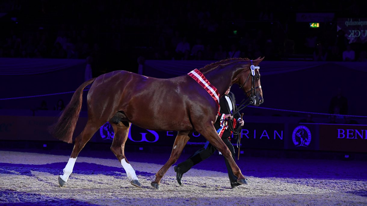 Show ring winners from HOYS 2022 - Horse & Hound