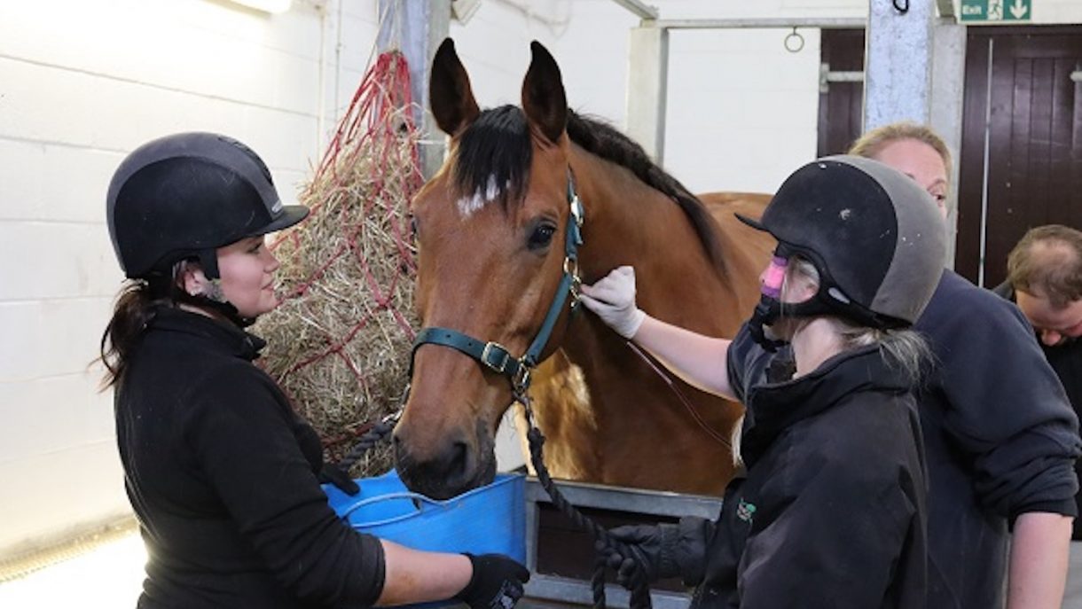 Hero horse saves the life of pony with blood transfusion - Horse & Hound