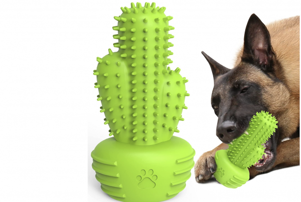 Dental chews for dogs: six of the best to improve your dog's oral health