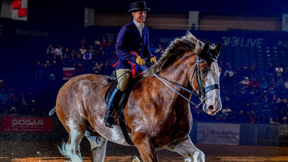 Percheron: the heavy draft horse combining elegance and power
