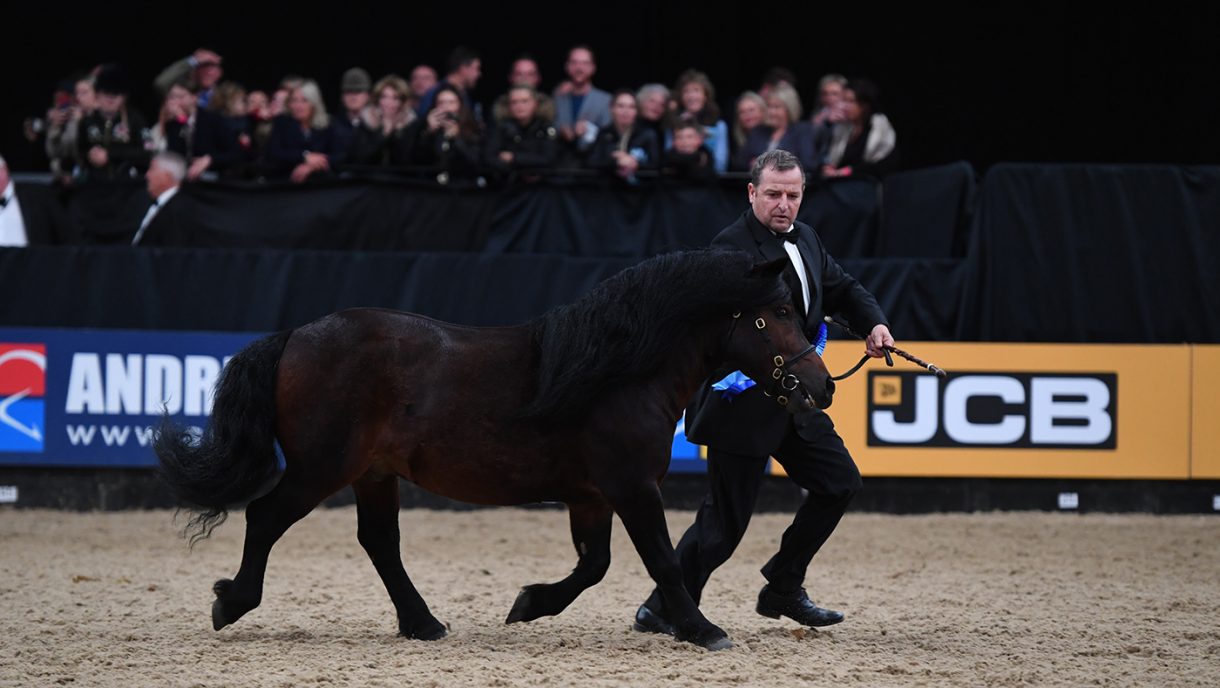 Show ring winners from HOYS 2022 - Horse & Hound