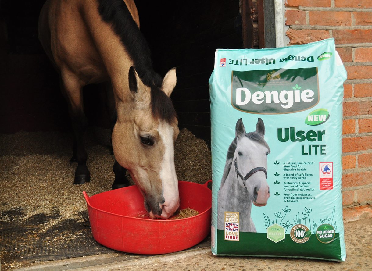 The Dengie digestive health series: episode two | A Horse & Hound ...