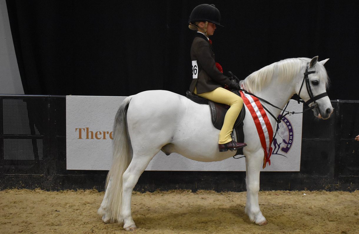 First HOYS 122cm junior M&M working hunter pony runs at HOYS
