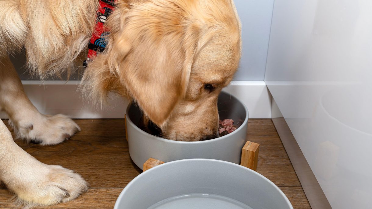 Best dry dog food: kibble for all tastes and requirements