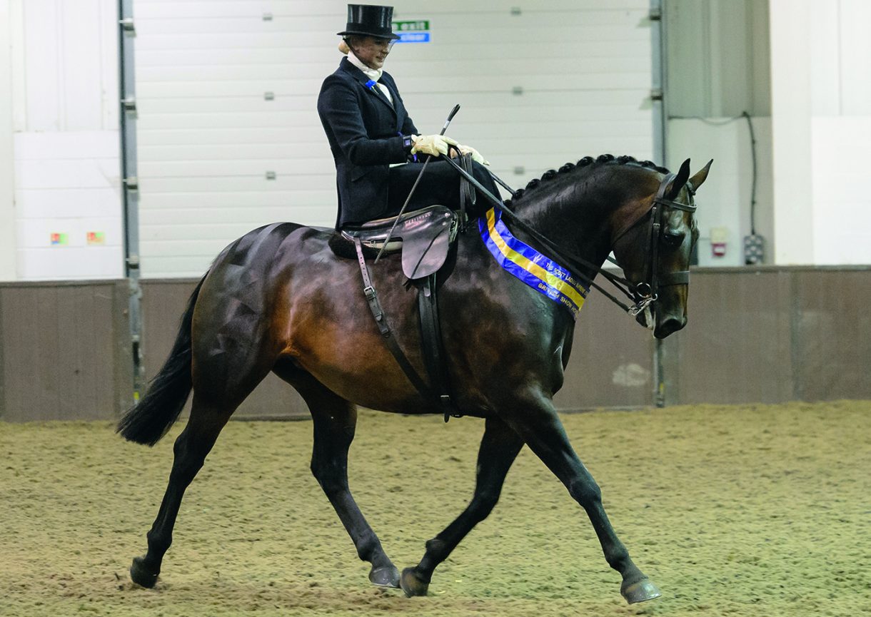 Top show horse Mexican Summer has died aged 14 - Horse & Hound