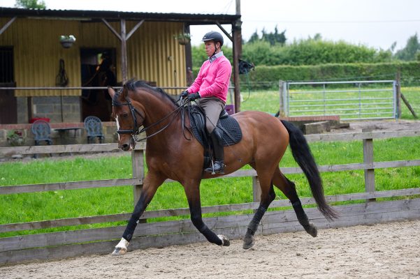 How does a horse trot? H&H's essential guide to the diagonal pace