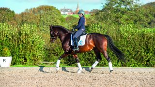 How does a horse trot? H&H's essential guide to the diagonal pace