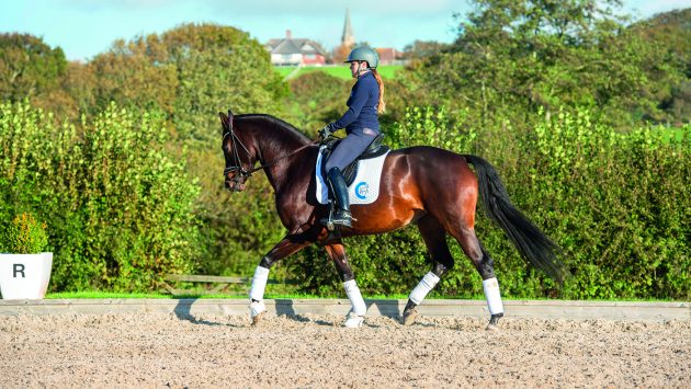 How does a horse trot? H&H's essential guide to the diagonal pace