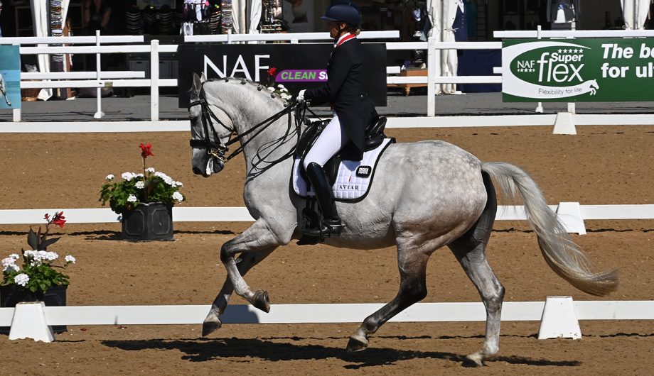 Grand prix horses then and now: today’s stars as they started out