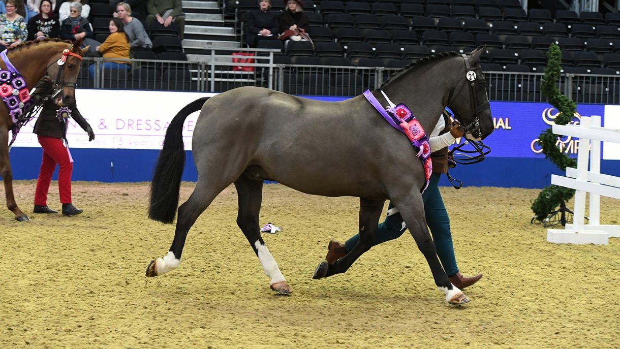 Gemma Viles: Meet the rider competing in SEIB Search For A Star finals