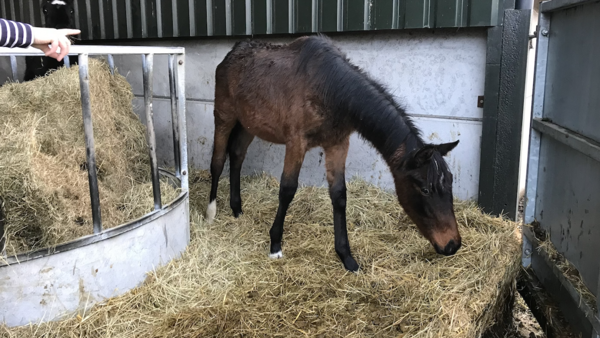 Grand prix rider dressage Sam Duckworth in prison for horse neglect