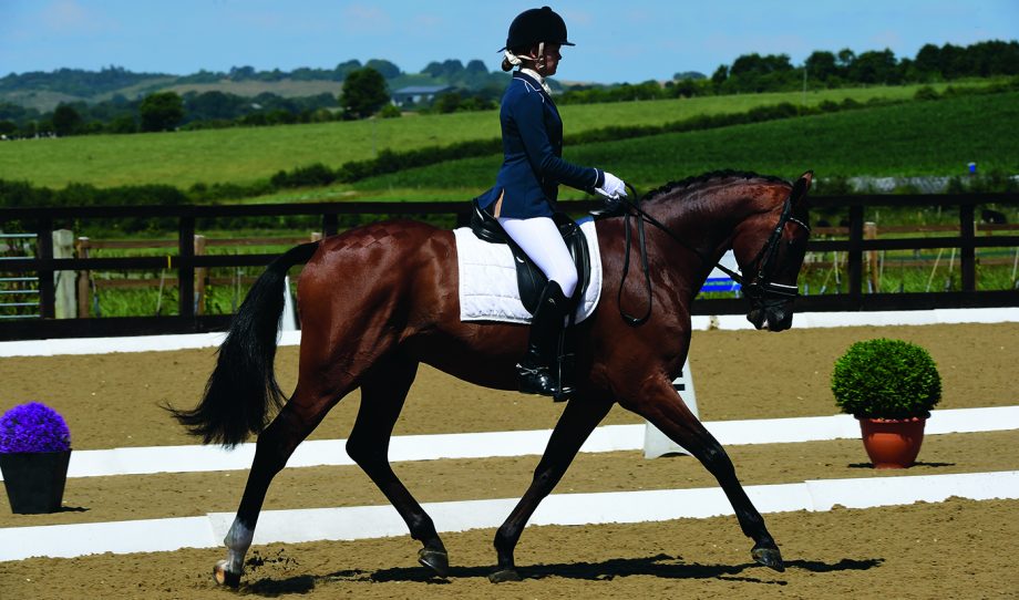 Grand prix horses then and now: today’s stars as they started out