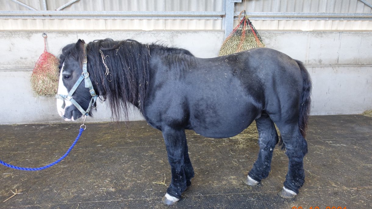 Stallion suffering with maggot-infested injury put down after owner ...