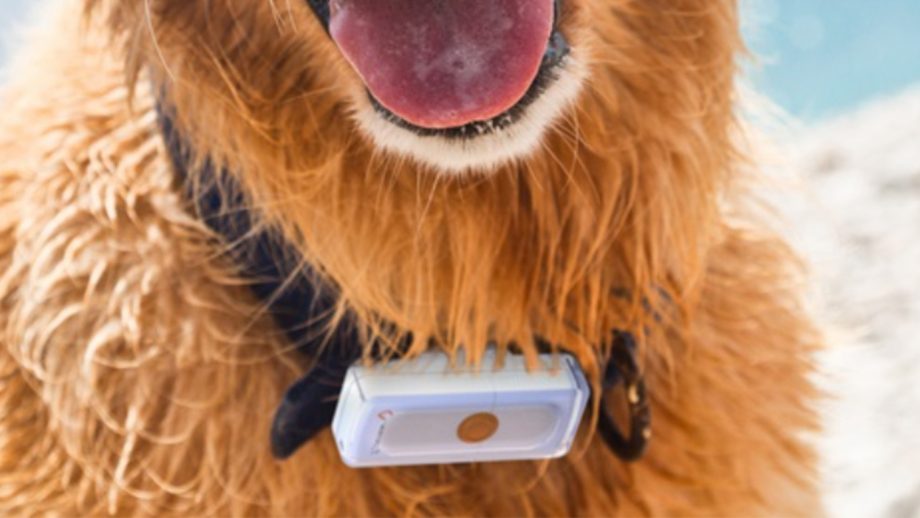Best GPS trackers for dogs to keep tabs on your pooch | Horse & Hound