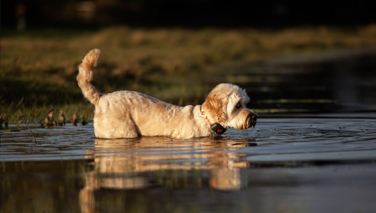 Best GPS trackers for dogs to keep tabs on your pooch | Horse & Hound